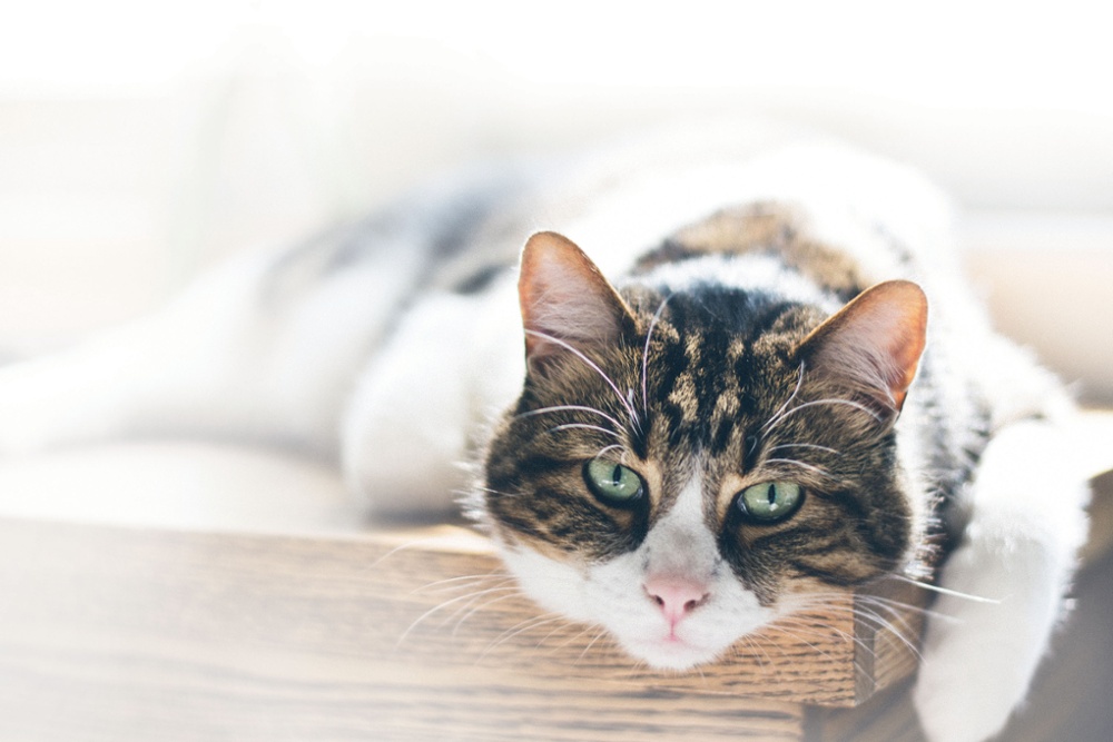 Cornell College of Veterinary Medicine Feline Follies